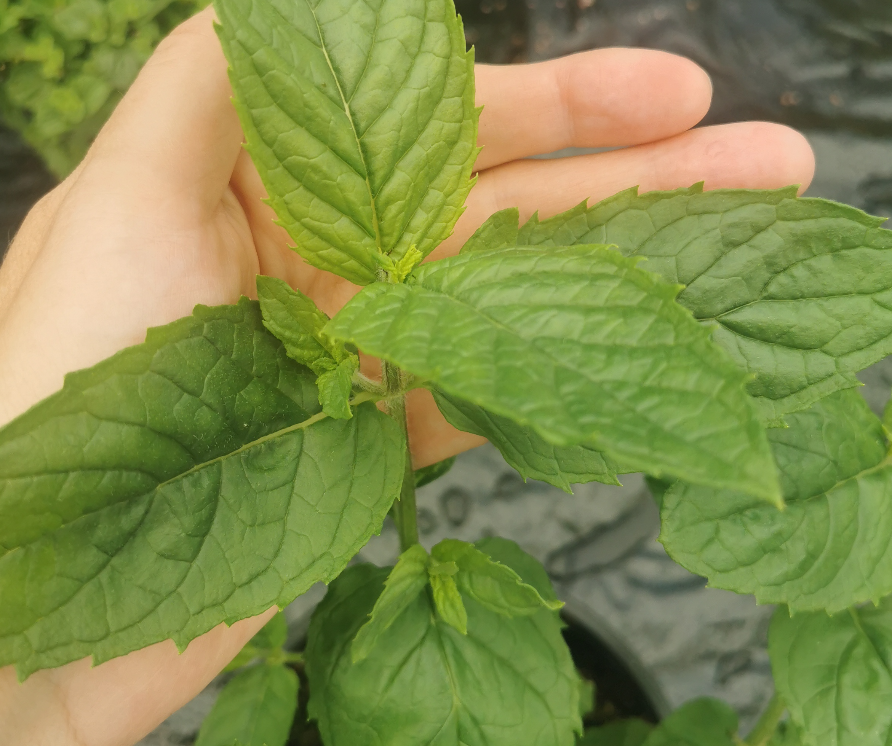 Mad About Mint - Dahurica Mint